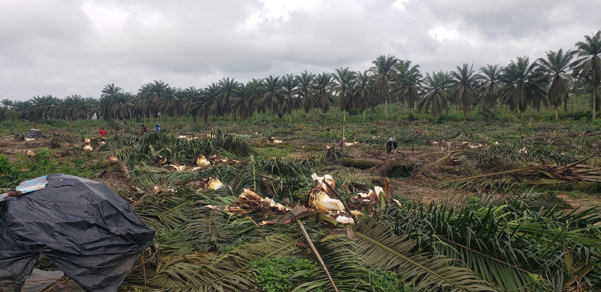 Littoral : le Mindcaf rétrocède 207 ha de la Socapalm à la population ...